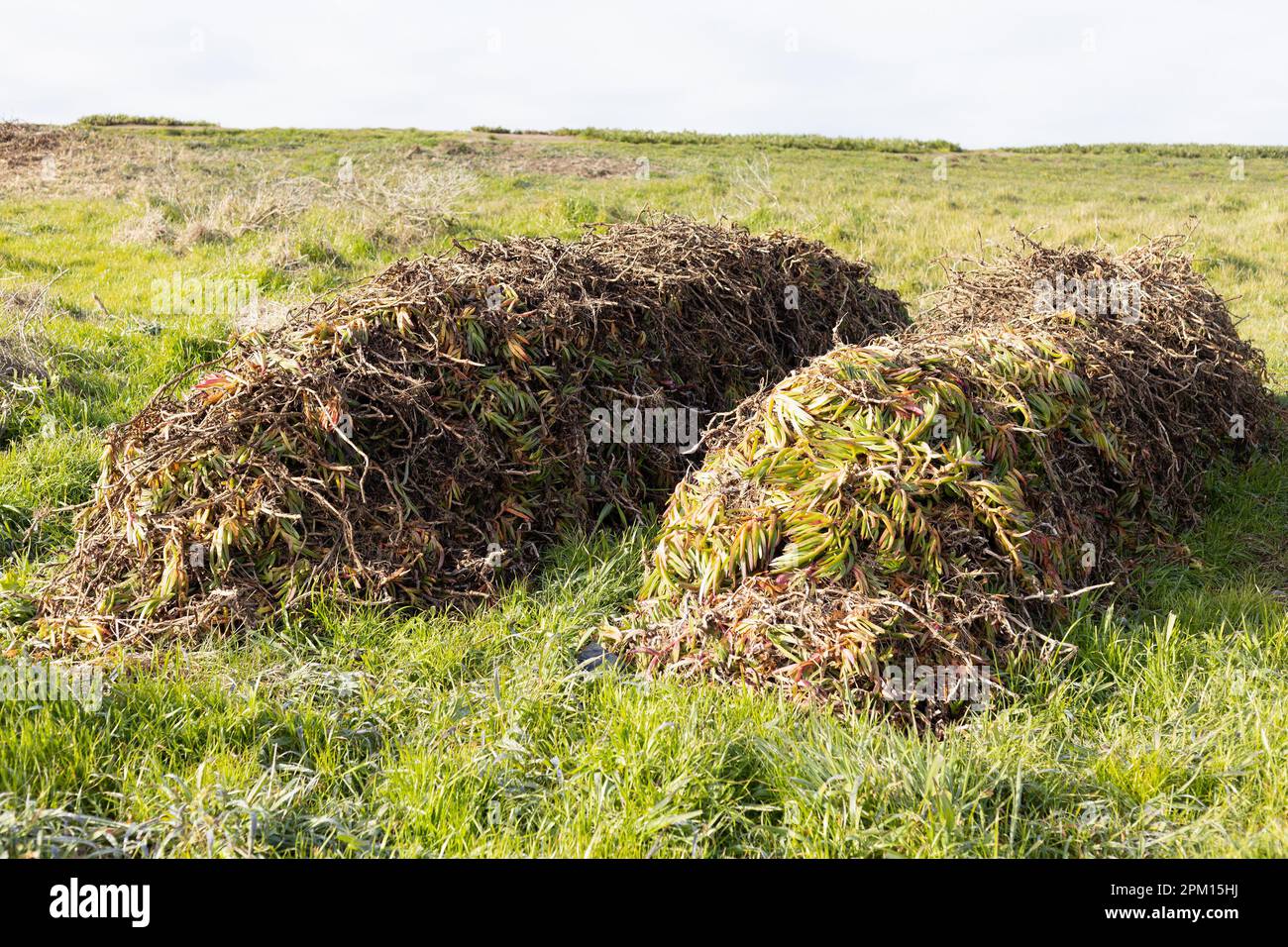 Large piles of invasive ice plant, removed from the cliffs and shores ...
