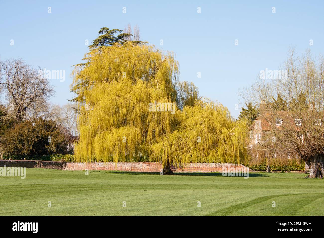 Green weeping willow tree hi-res stock photography and images - Alamy