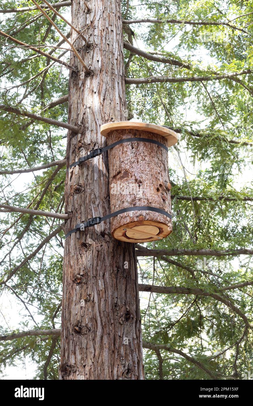 A hollow log nest box attached to a tree in a forest Stock Photo - Alamy