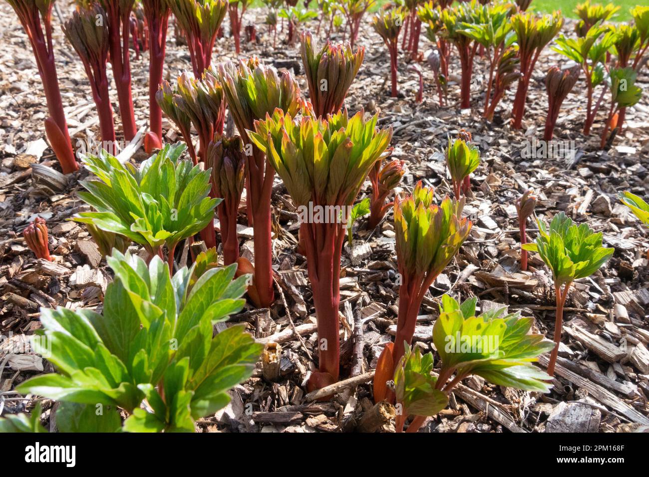 Plants shoots from the ground Peonies shoots young spring plants Stock ...