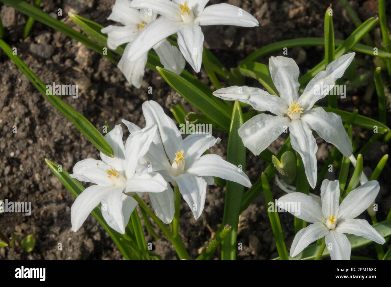 Scilla luciliae "Alba" flower White Scilla Stock Photo - Alamy