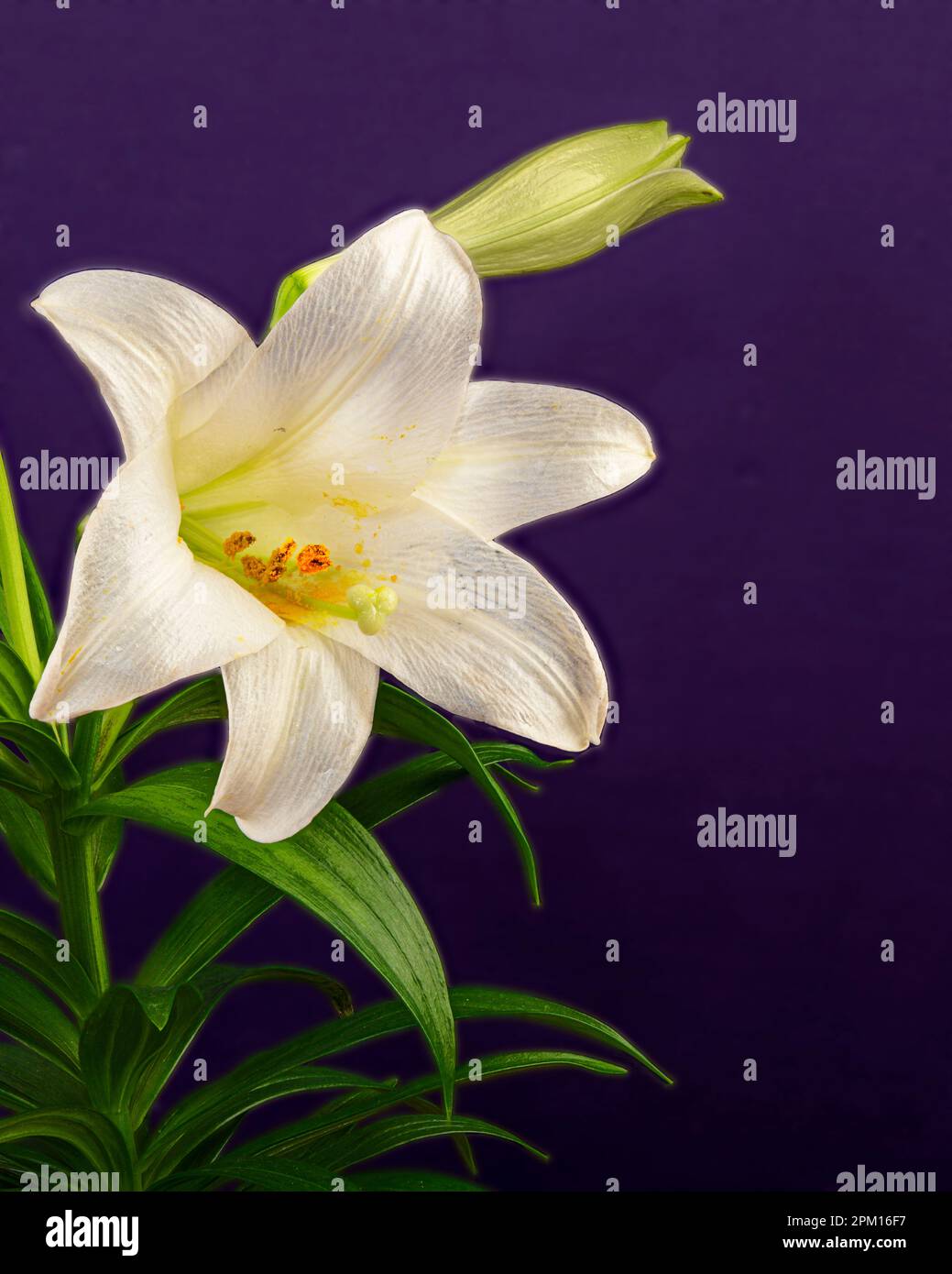 Contour lily hi-res stock photography and images - Alamy