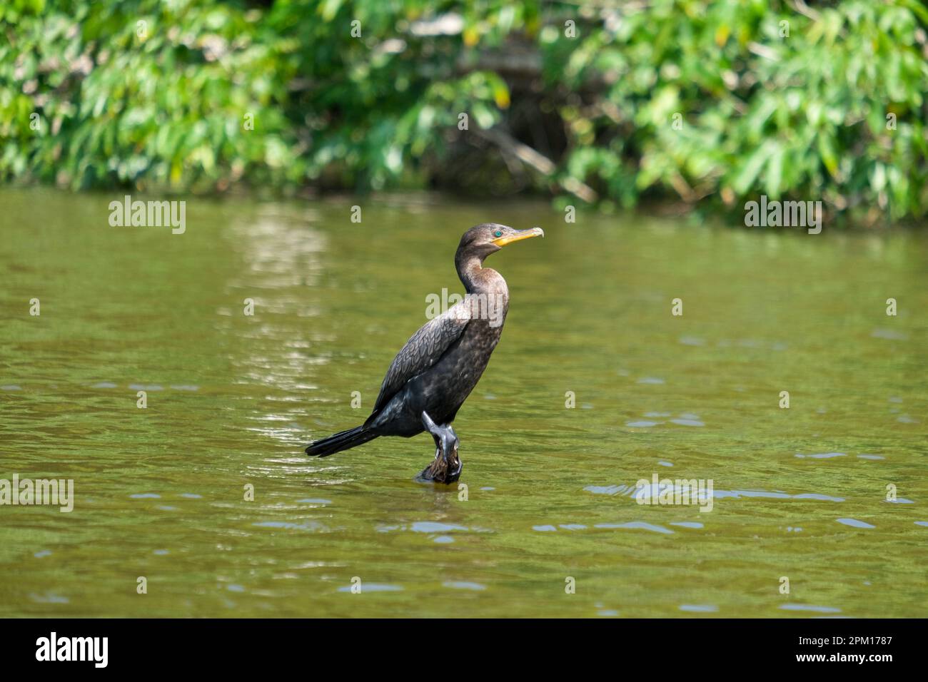 Close up cormorant phalacrocoracidae bird with greenish blue eyes ...