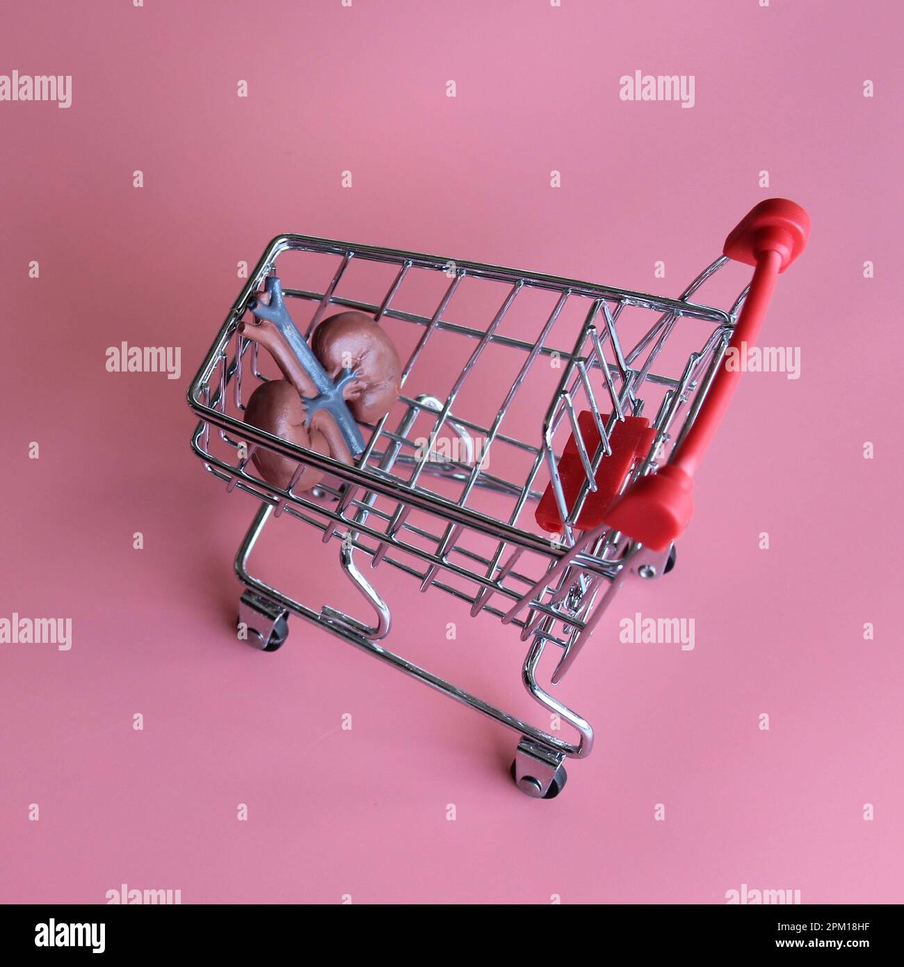 Selective focus image of human kidney model inside shopping trolley ...