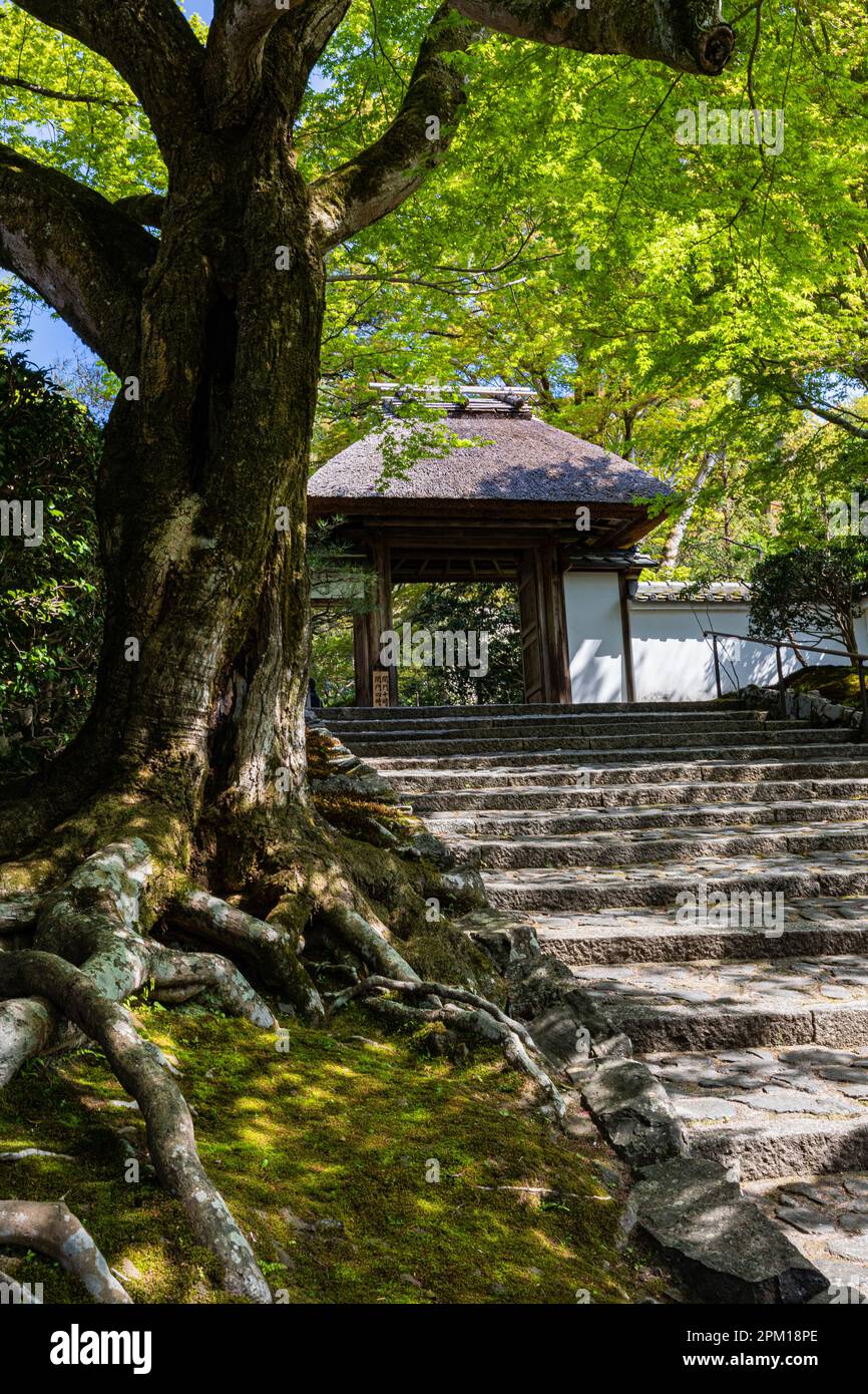Reikanji - there are more than 30 types of camellias on the grounds of ...