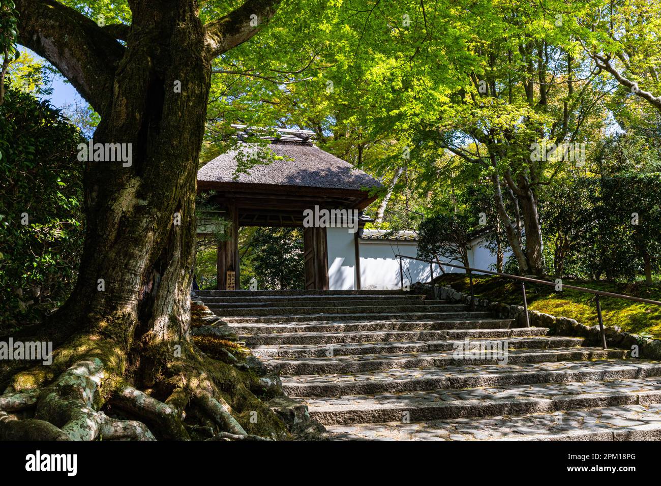 Reikanji - there are more than 30 types of camellias on the grounds of ...