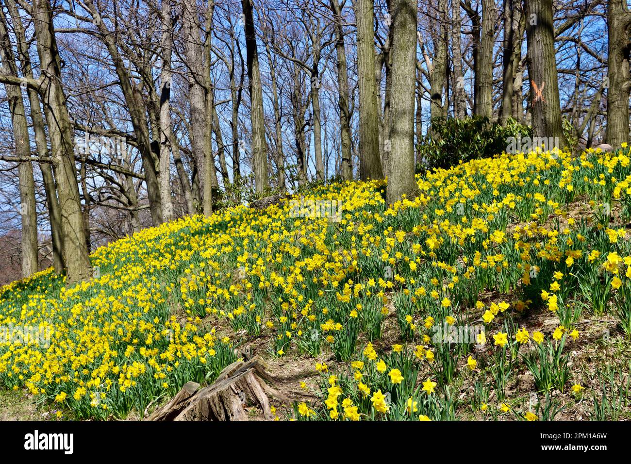 Daffodil Hill at Lake View Cemetery in Cleveland, Ohio, full of ...
