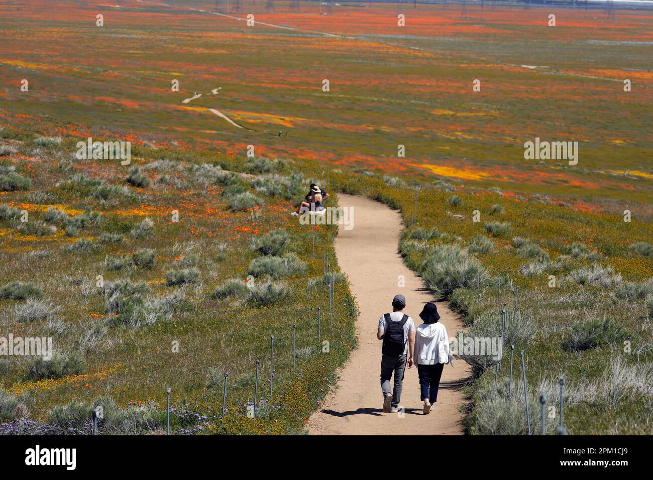 Visitors walk on a pathway amid fields of blooming flowers at the ...