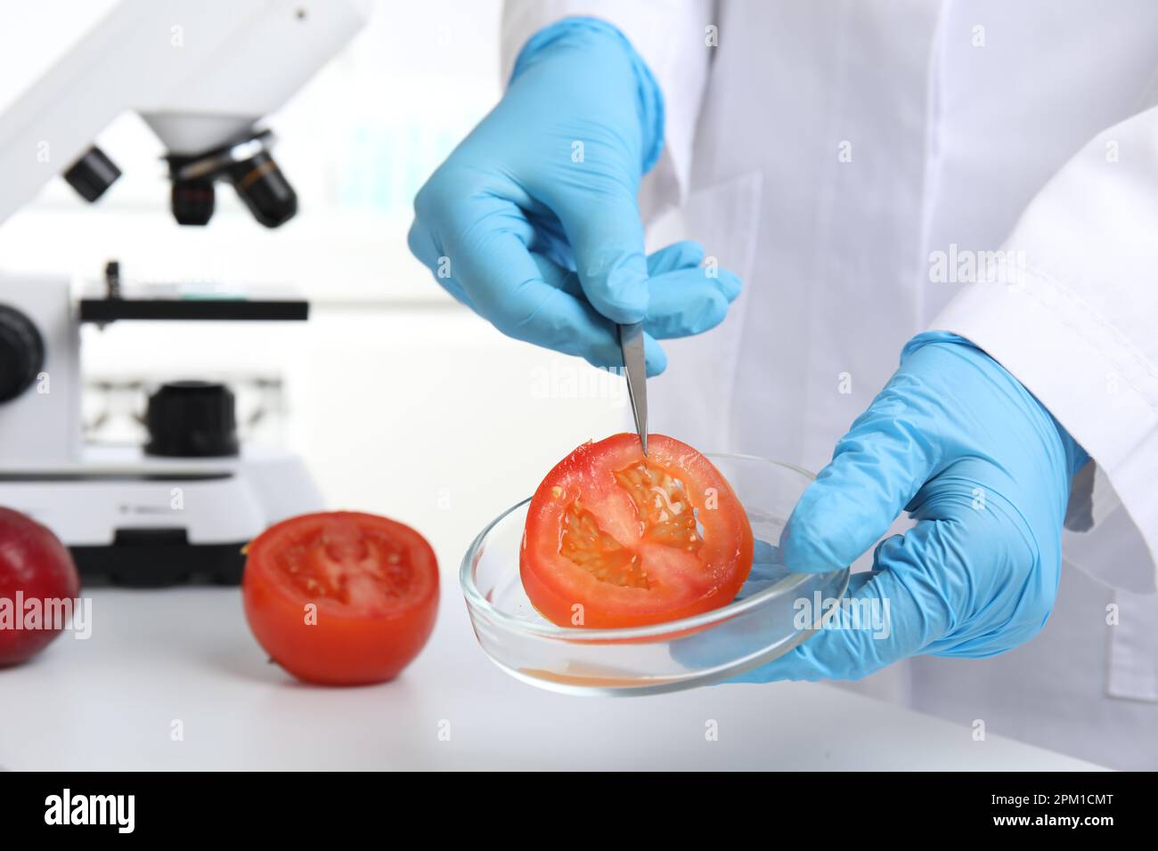 Scientist holding Petri dish with slice of tomato in laboratory ...