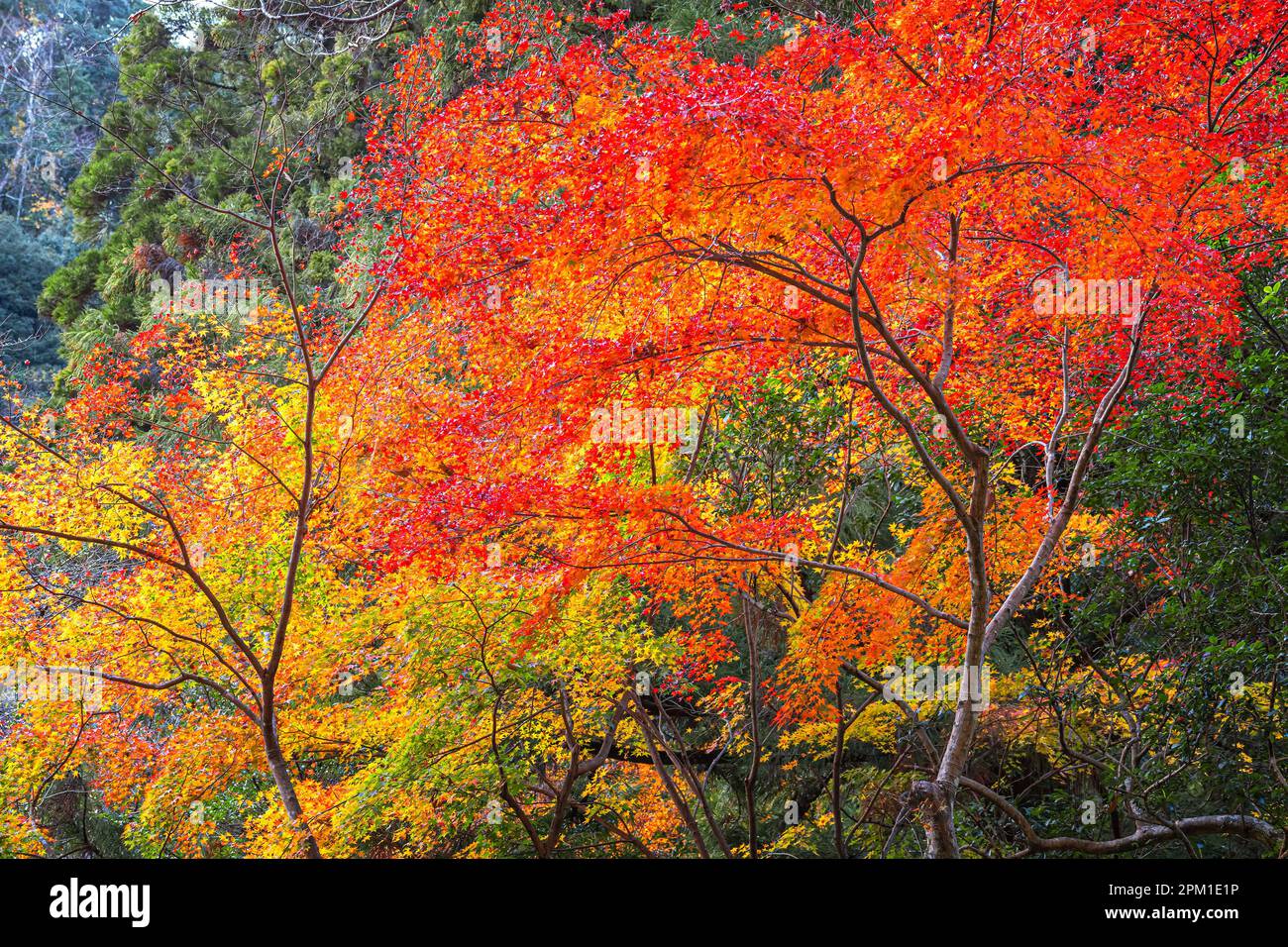 Red Maple Leaves in Autumn at Takachiho Gorge in Miyazaki, Japan Stock ...