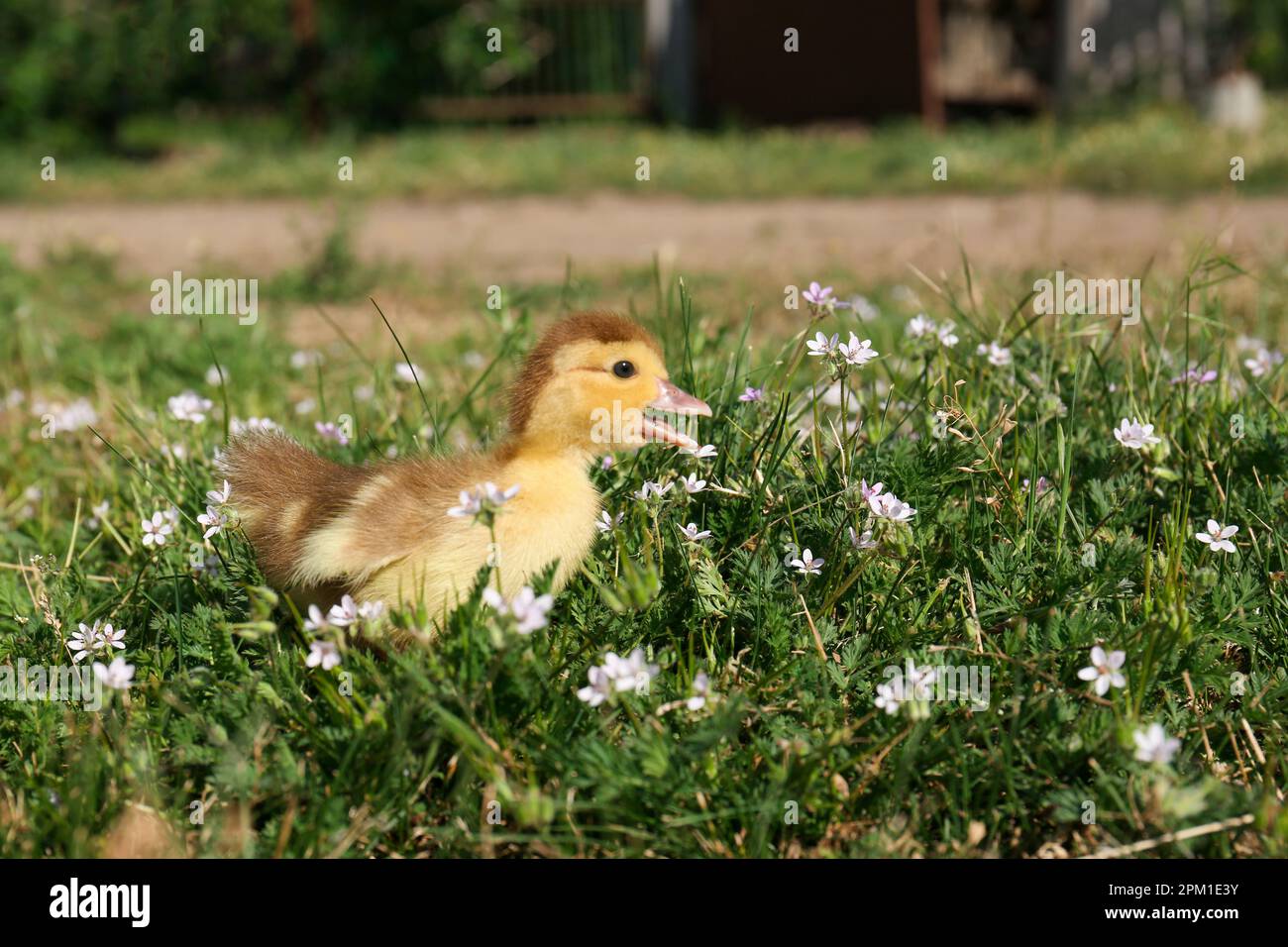 Cute fluffy duckling outdoors on sunny day Stock Photo - Alamy