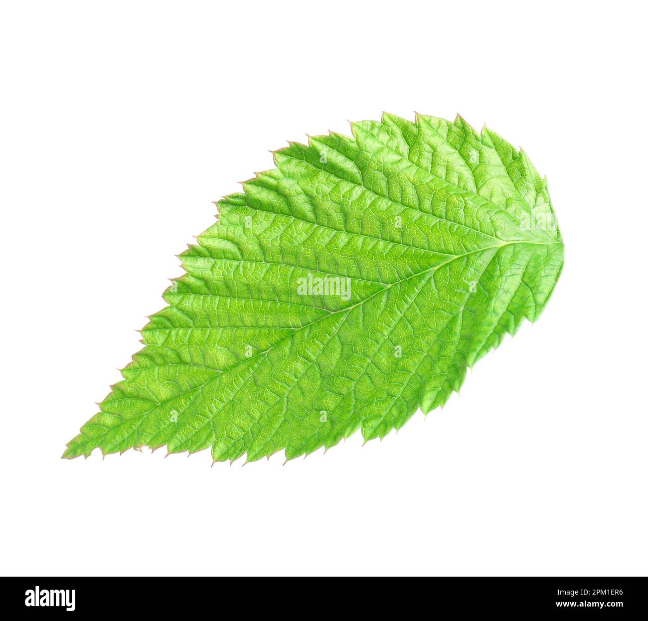 One green raspberry leaf isolated on white Stock Photo - Alamy