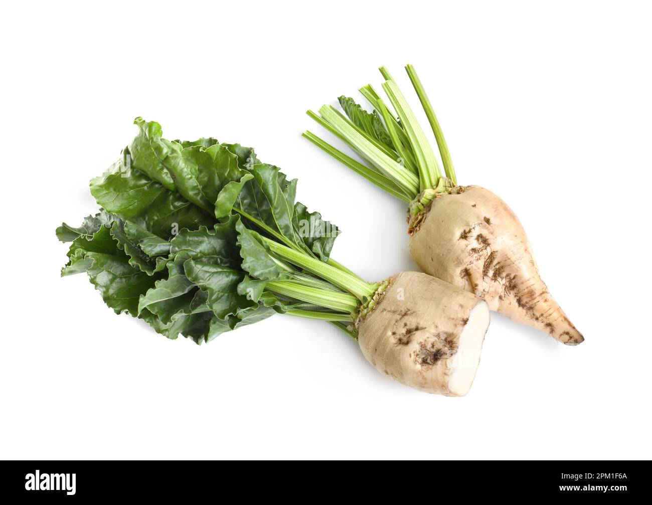 Whole and cut sugar beets on white background Stock Photo - Alamy