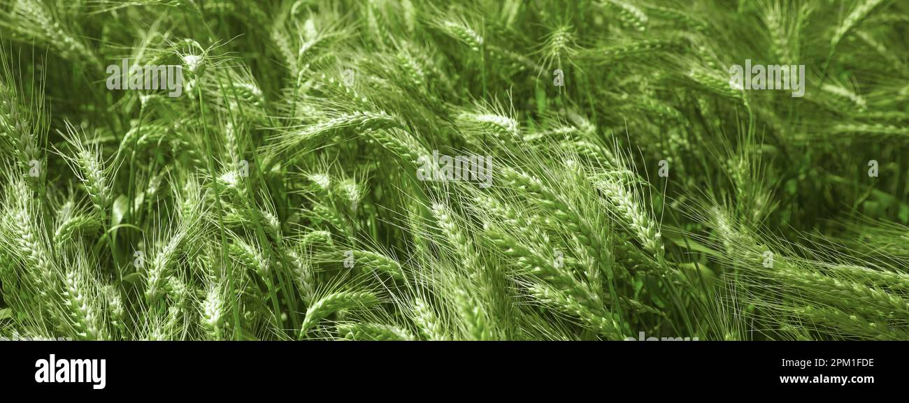 Beautiful field with ripening wheat crop. Banner design Stock Photo - Alamy