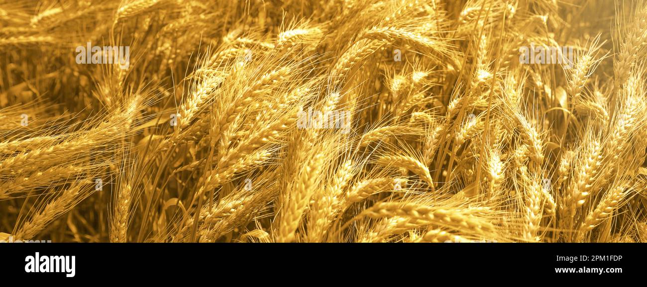 Beautiful field with ripe wheat crop. Banner design Stock Photo - Alamy