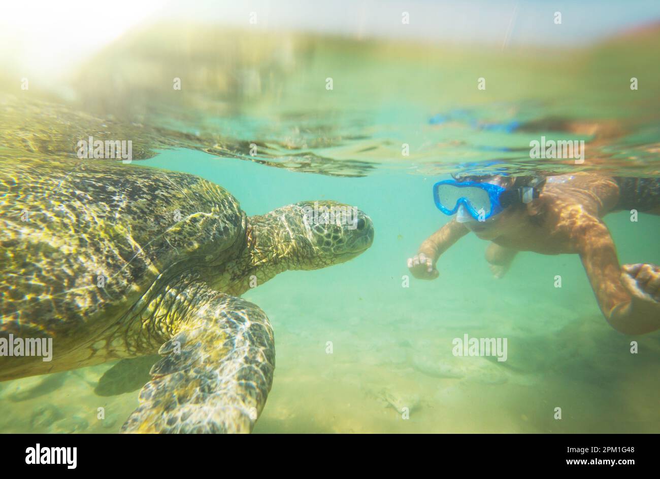 Boy swimming with a giant sea turtle in the ocean in Sri Lanka Stock ...