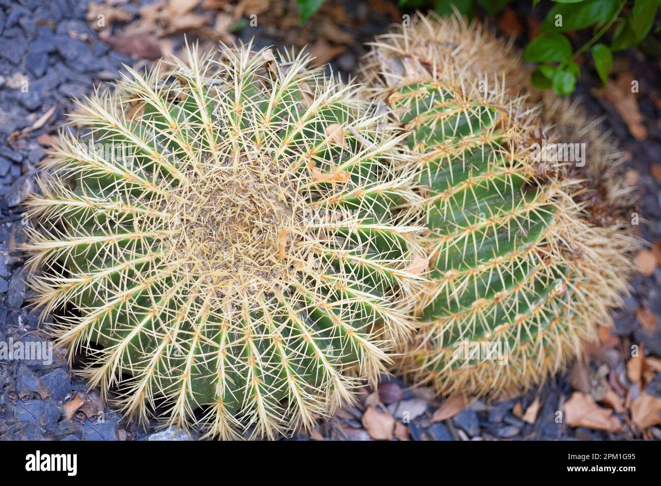 Beautiful prickly green cactus in hot summer weather in nature Stock ...