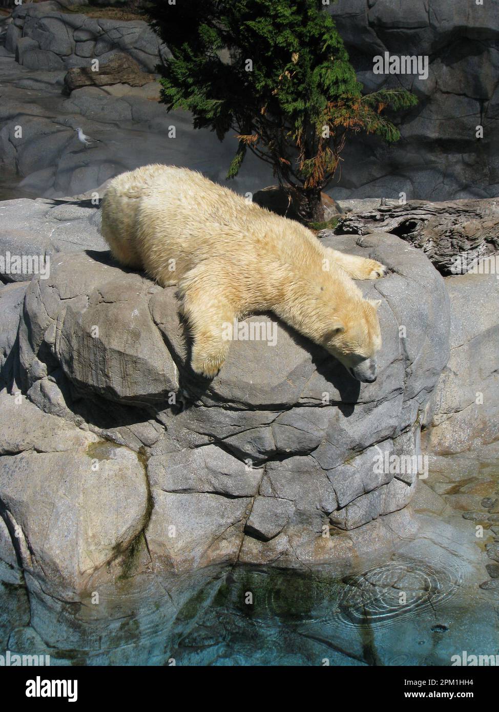 Polar Bears playing at Seaworld – Australia Stock Photo - Alamy