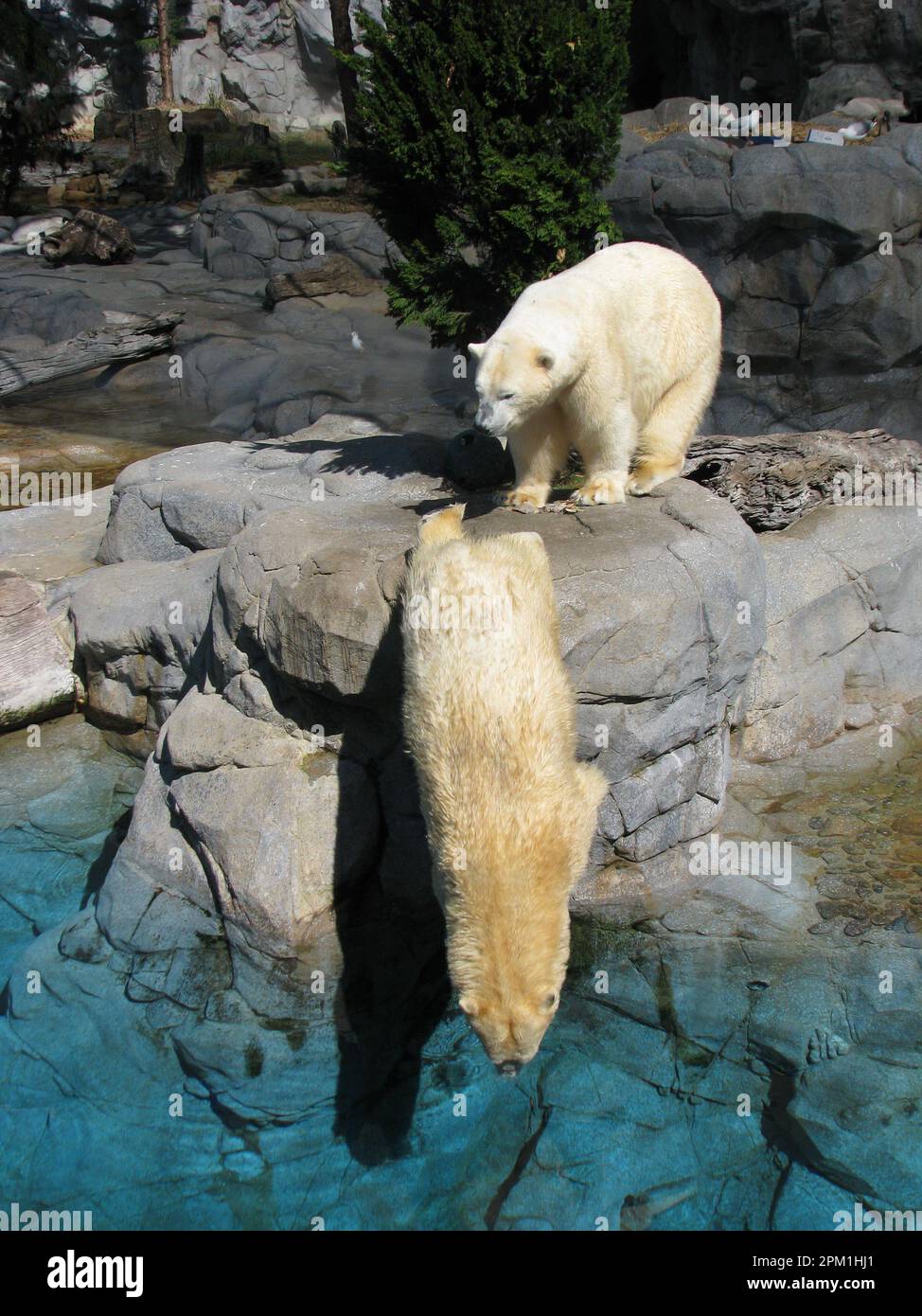 Polar Bears playing at Seaworld – Australia Stock Photo - Alamy