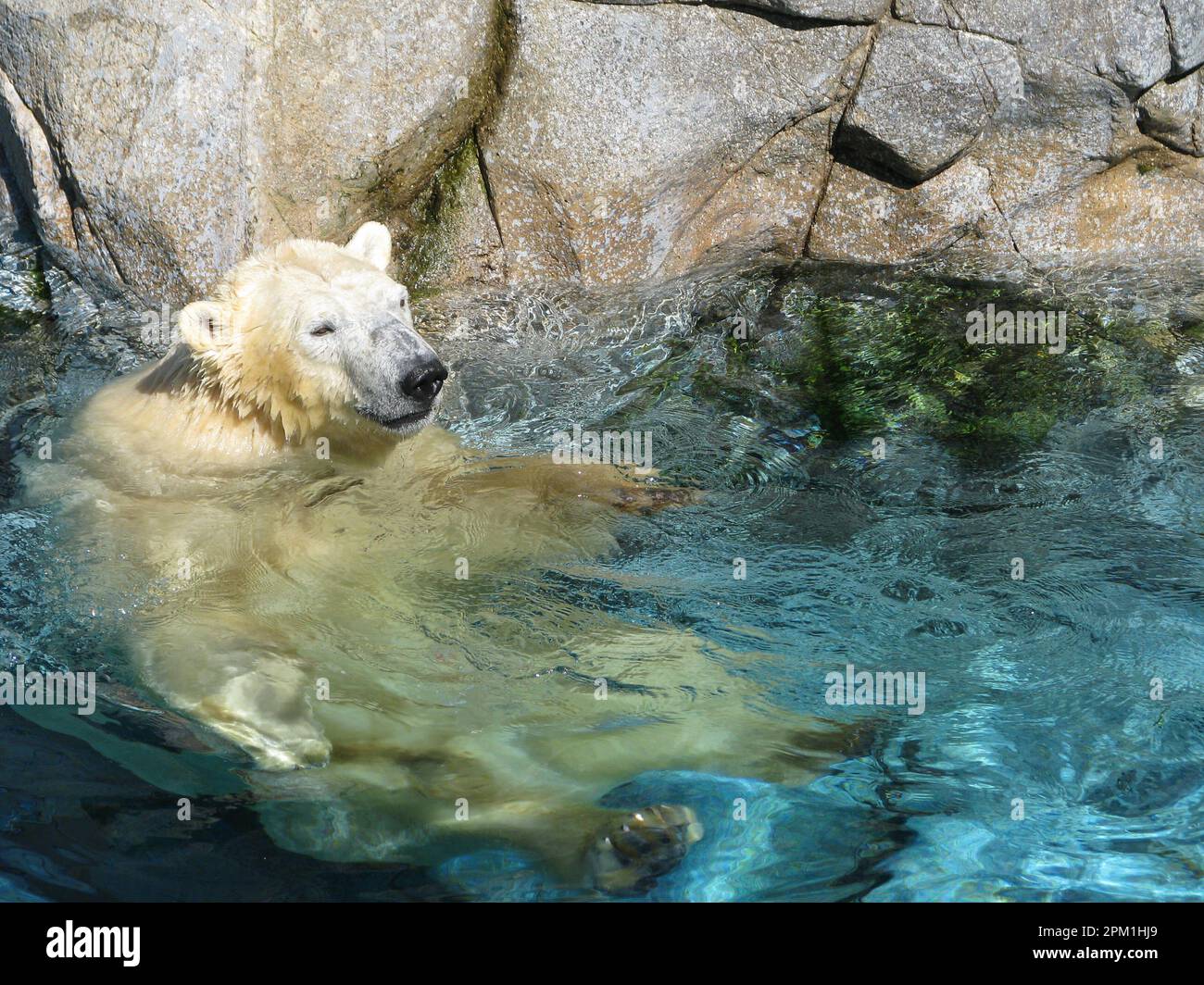 Polar Bears playing at Seaworld – Australia Stock Photo - Alamy