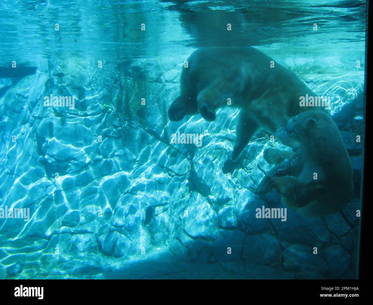 Polar Bears playing at Seaworld – Australia Stock Photo - Alamy