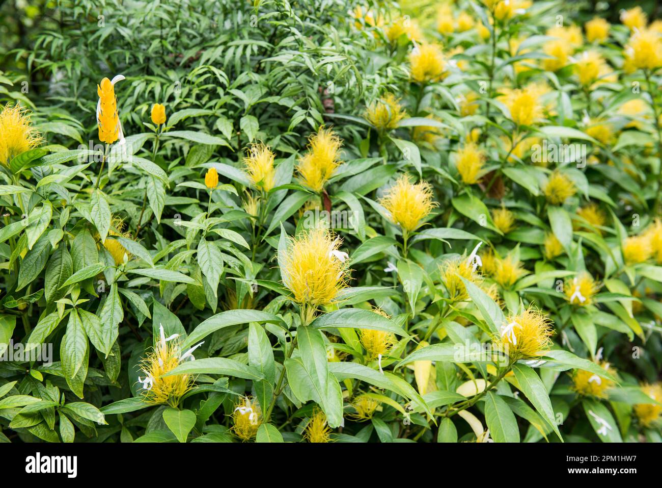 Spices growing in New Ranweli Spice garden, Sri Lanka Stock Photo - Alamy