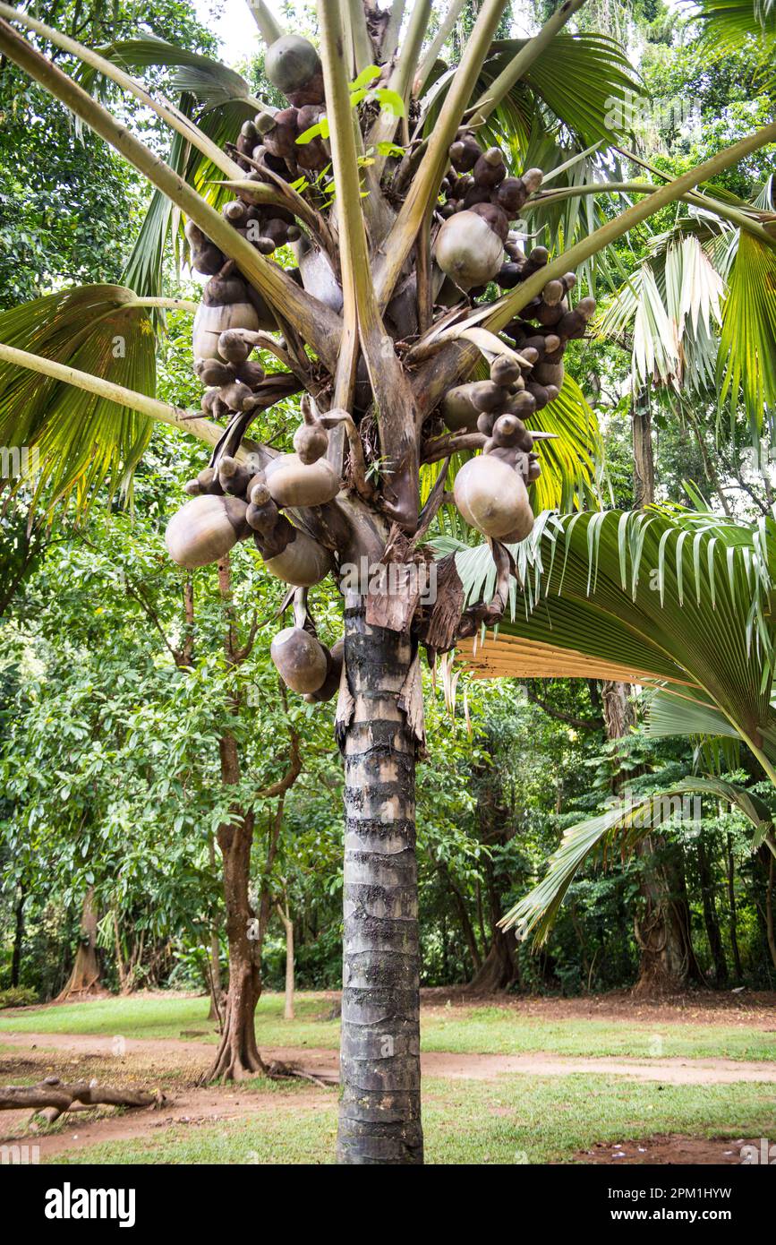 Coconuts on a tree Stock Photo - Alamy