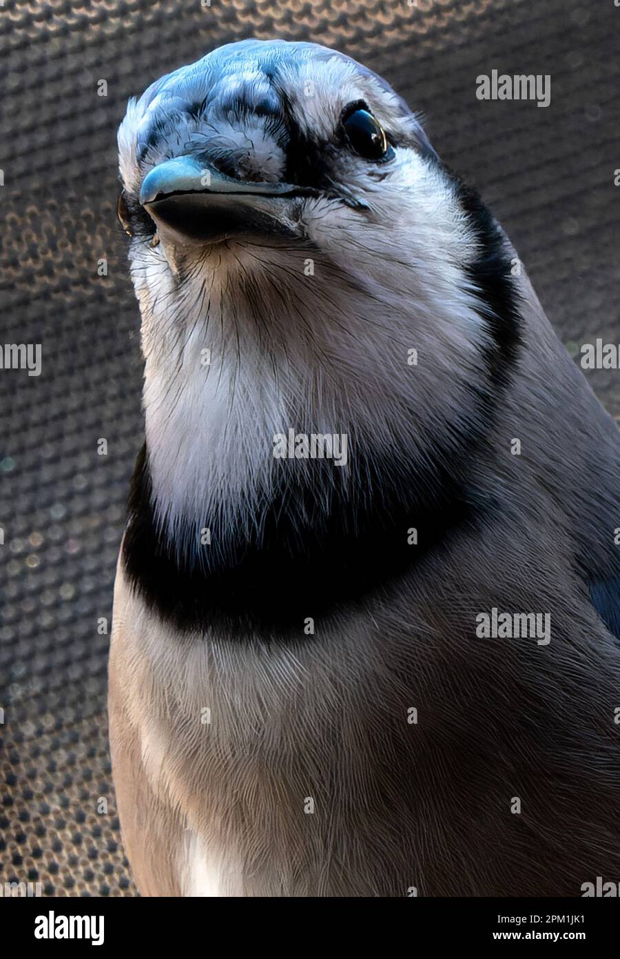 Bluejay head hi-res stock photography and images - Alamy
