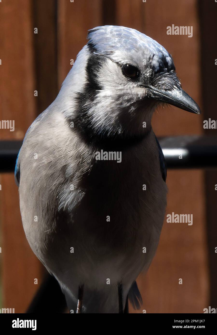 Bluejay head hi-res stock photography and images - Alamy
