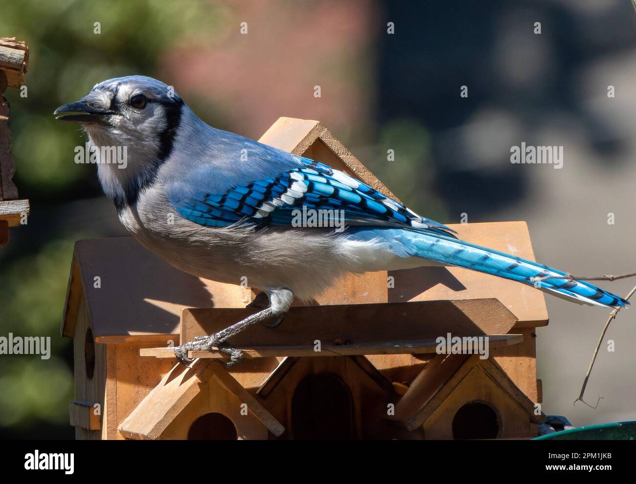 A closeup Portrait of a Bluejay Stock Photo - Alamy