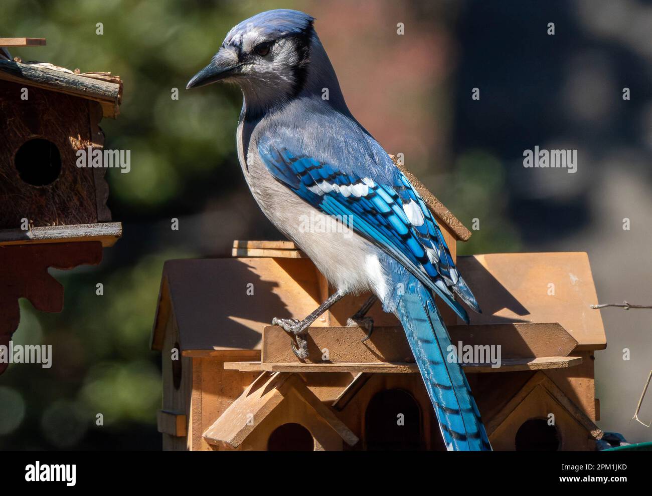 Bluejay head hi-res stock photography and images - Alamy