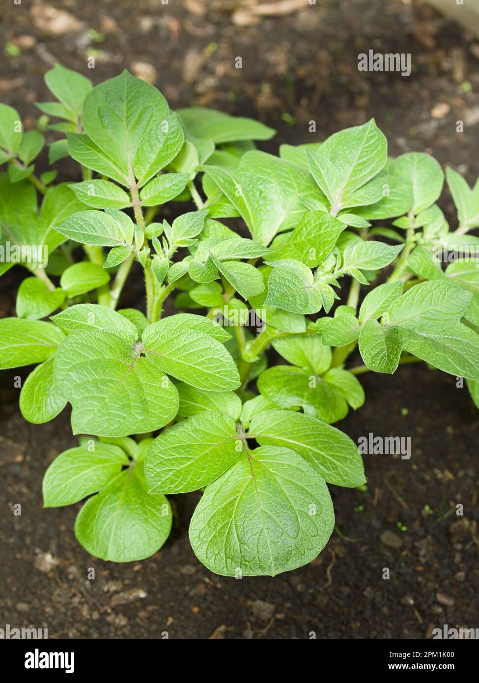 Leaves of young potato plants (lat. Solanum tuberosum) in black soil ...