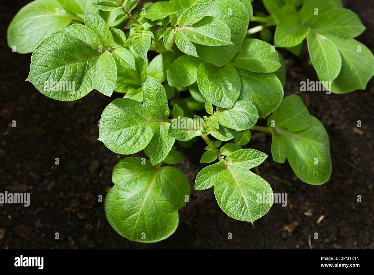 Leaves of young potato plants (lat. Solanum tuberosum) in black soil ...
