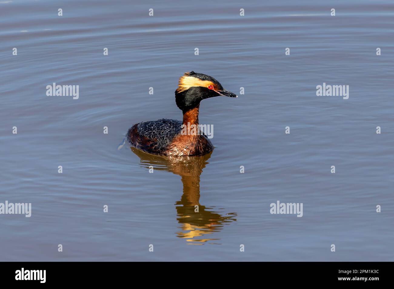 The horned grebe or Slavonian grebe (Podiceps auritus) in the spring in ...