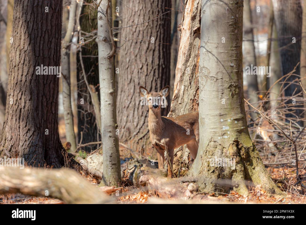 The white-tailed deer (Odocoileus virginianus), also known as the ...
