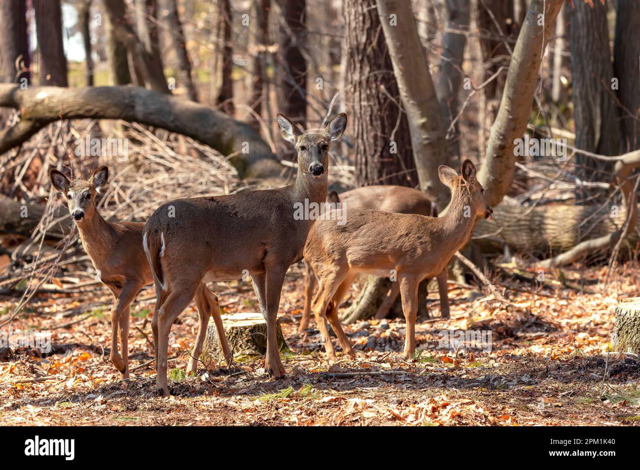 The white-tailed deer (Odocoileus virginianus), also known as the ...