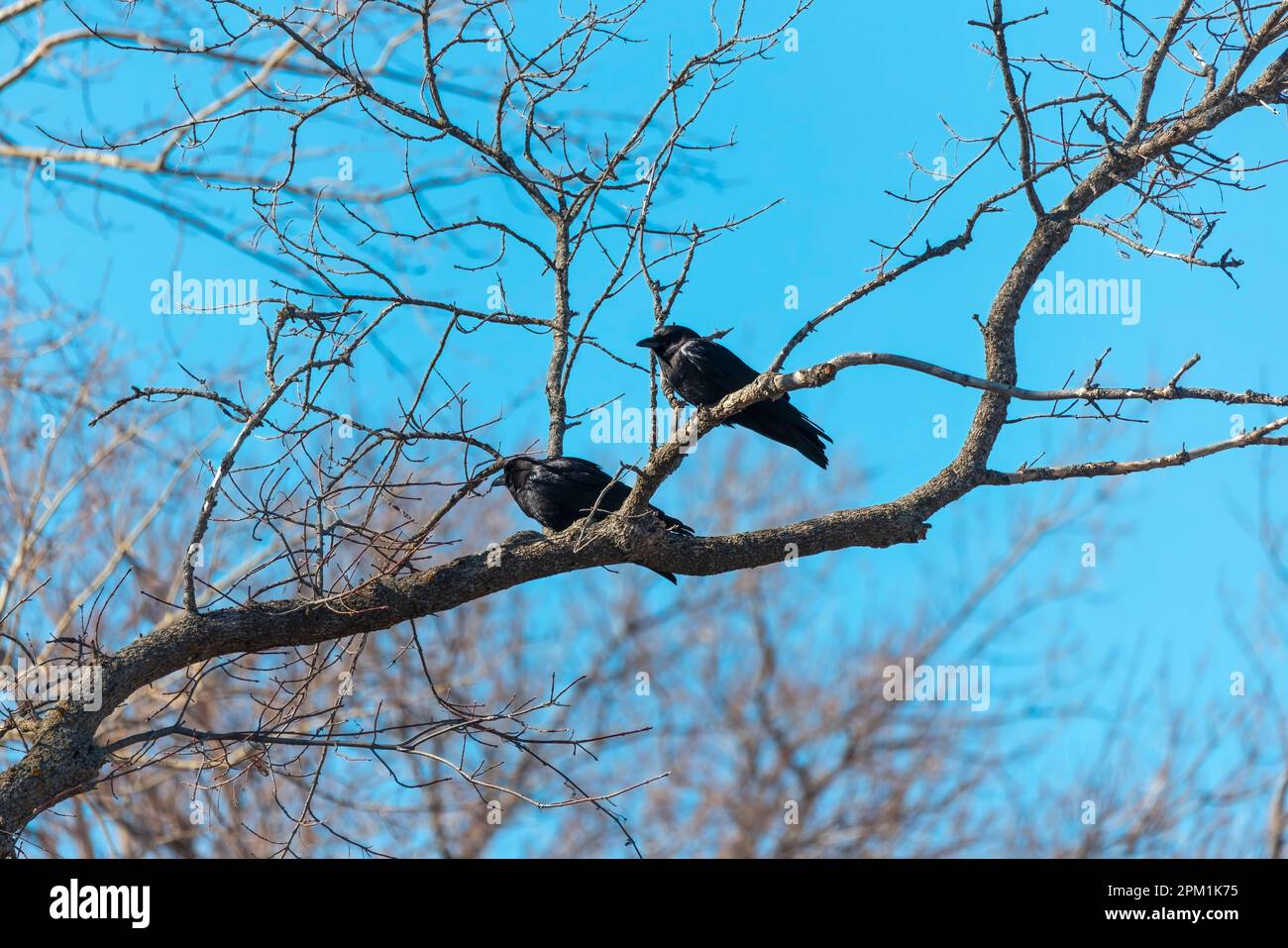 The American crows (Corvus brachyrhynchos) sitting near the nest Stock ...