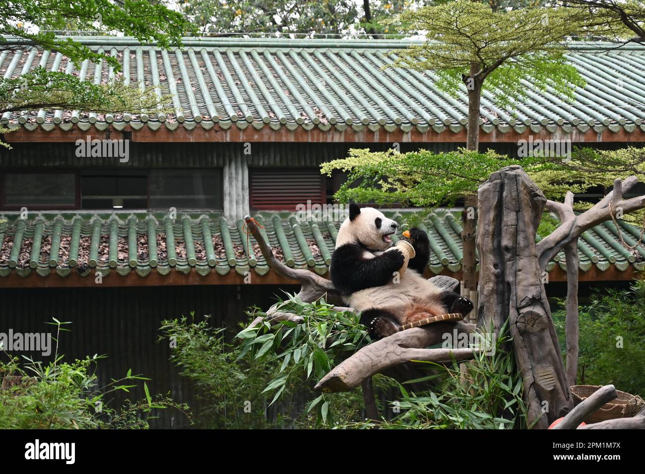 **CHINESE MAINLAND, HONG KONG, MACAU AND TAIWAN OUT** Giant panda Ya Yi ...