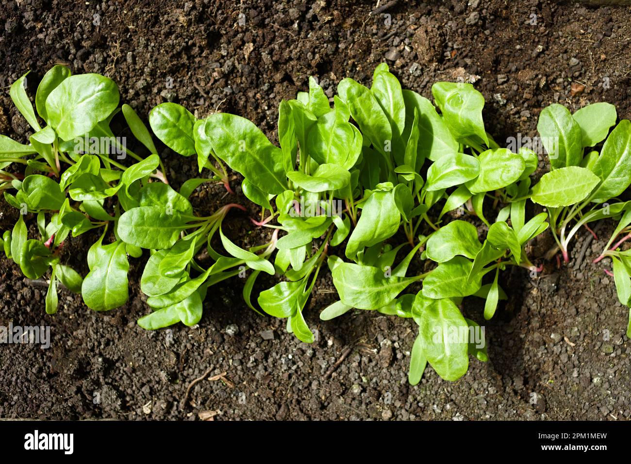 Leaves of young Swiss chard or mangold plants (lat. Beta vulgaris) in ...