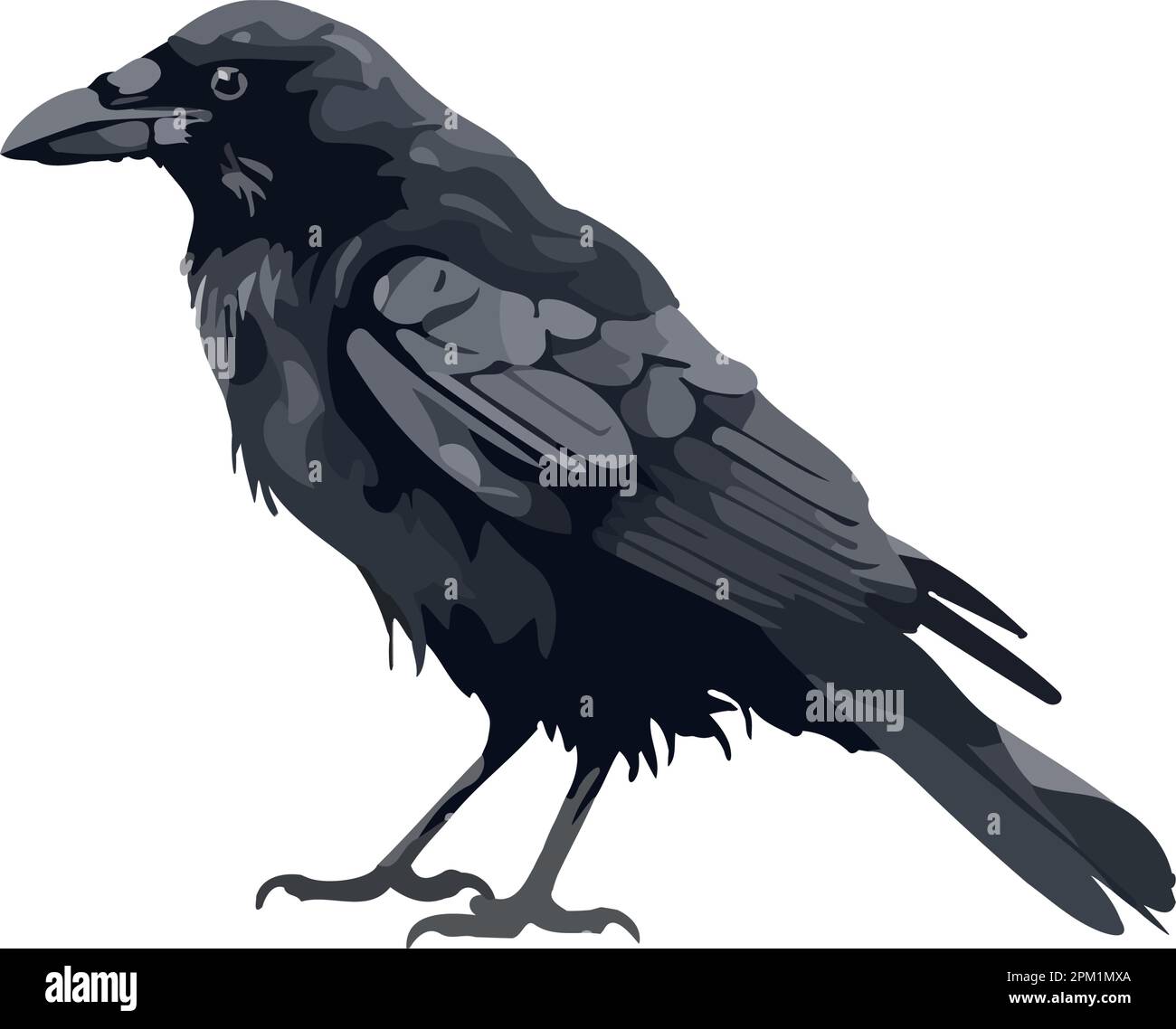 Crow side view Cut Out Stock Images & Pictures - Alamy