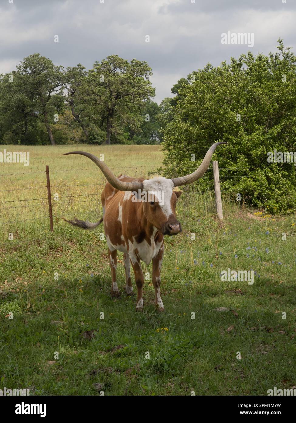 Small Texas longhorn cow standing in a green pasture facing camera ...