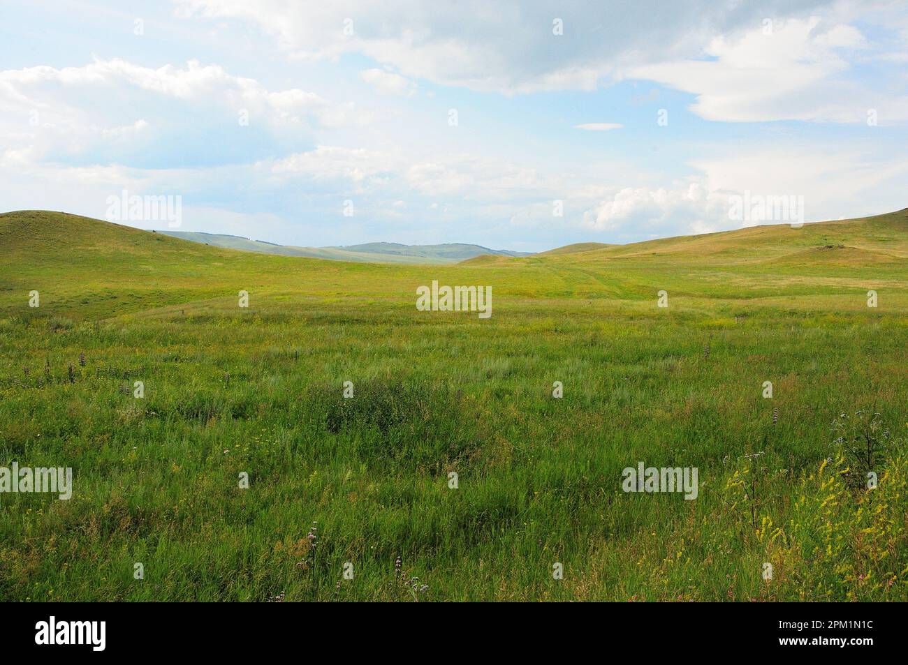Endless hilly steppe with tall grass at the foot of a mountain range ...
