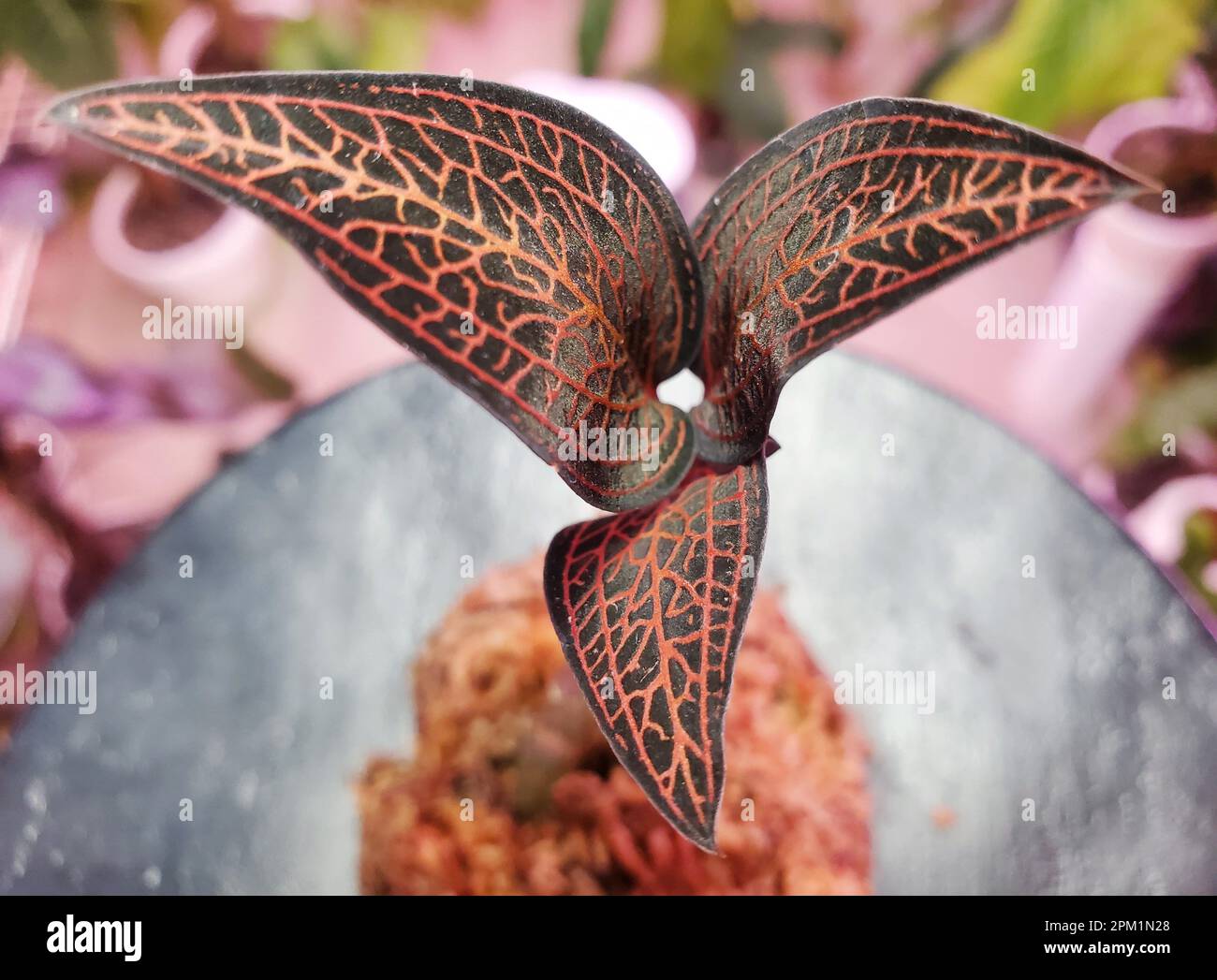 Beautiful Dark Veiny Leaves Of Ludisia Discolor Spiderman Mostly