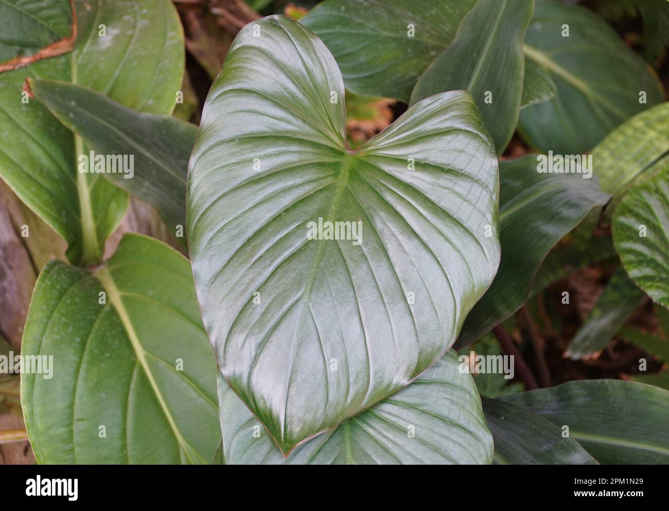 Close up of the shiny love-shaped leaf of Homalomena Rubescens, a rare ...