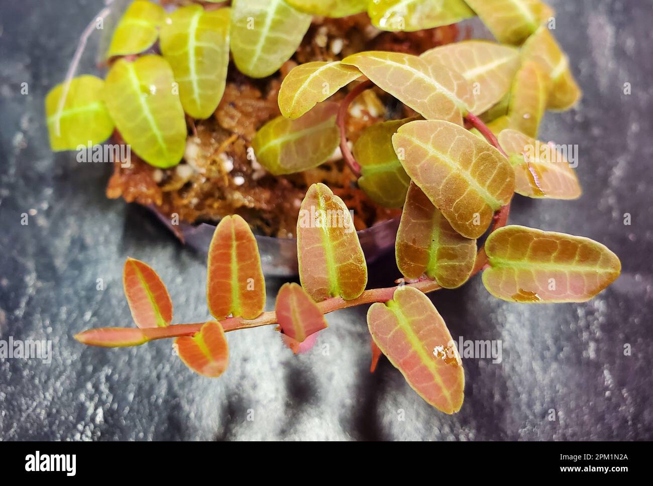 Marcgravia umbellata hi-res stock photography and images - Alamy