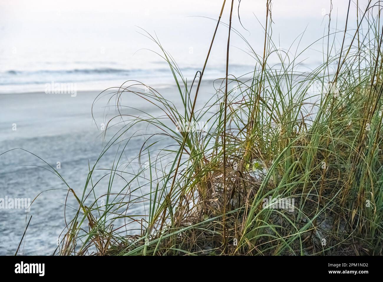 Sunrise beachscape with dune grass at Jacksonville Beach, Florida. (USA ...