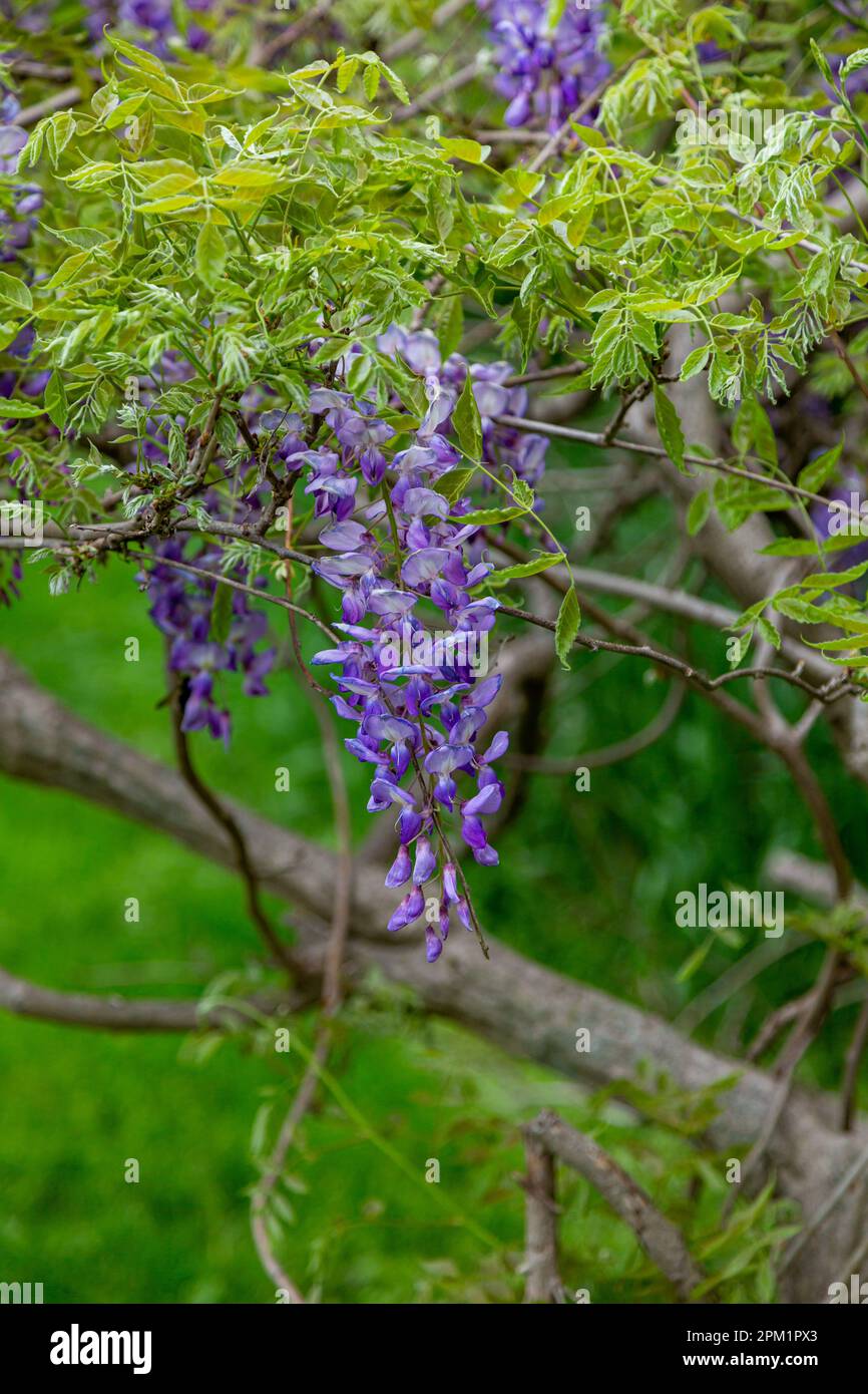 Th flower of a Wisteria vine Stock Photo - Alamy