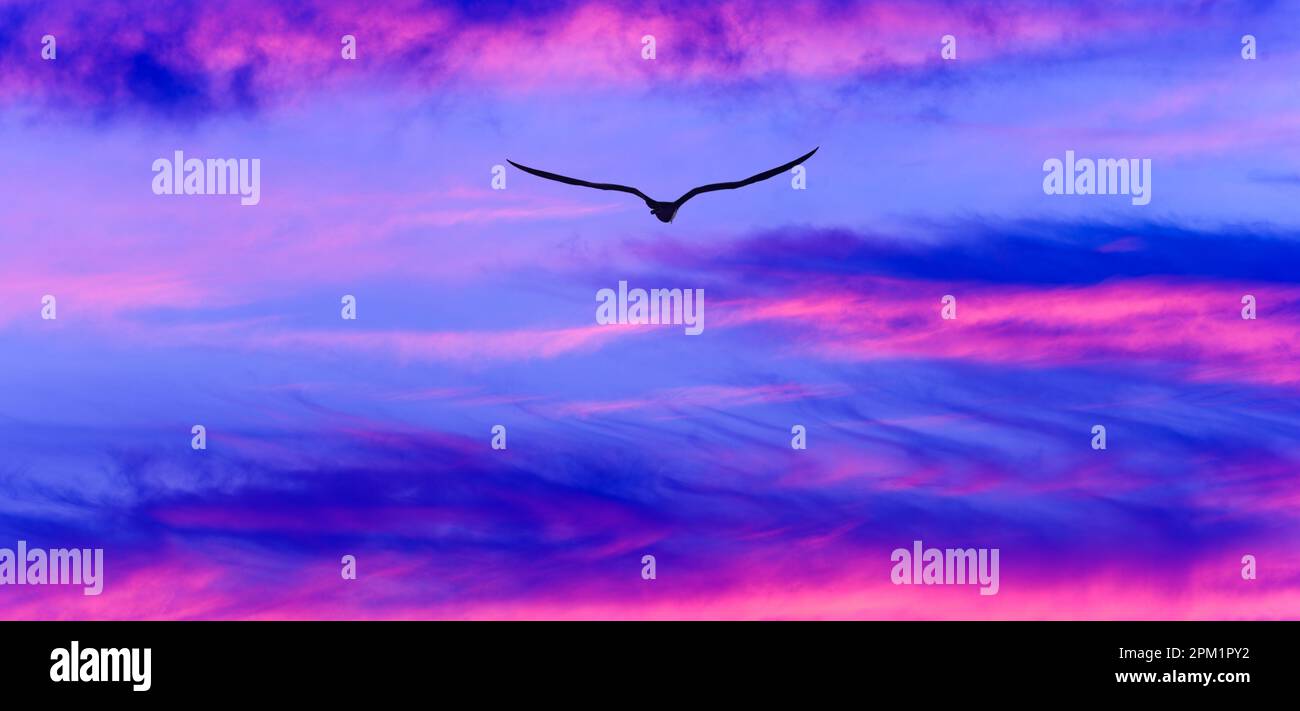 A Bird Silhouette Is Soaring Above The Colorful Clouds At Sunset Stock ...