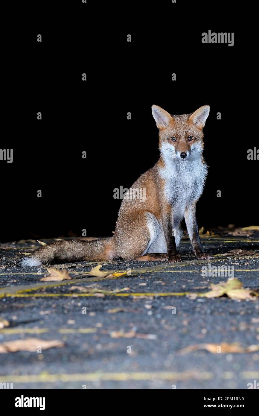 Fox in bristol hi-res stock photography and images - Alamy