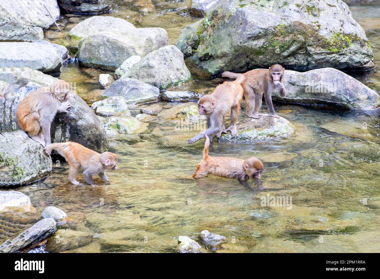 CHONGQING, CHINA - APRIL 10, 2023 - Macaques are seen at the Jinfo ...